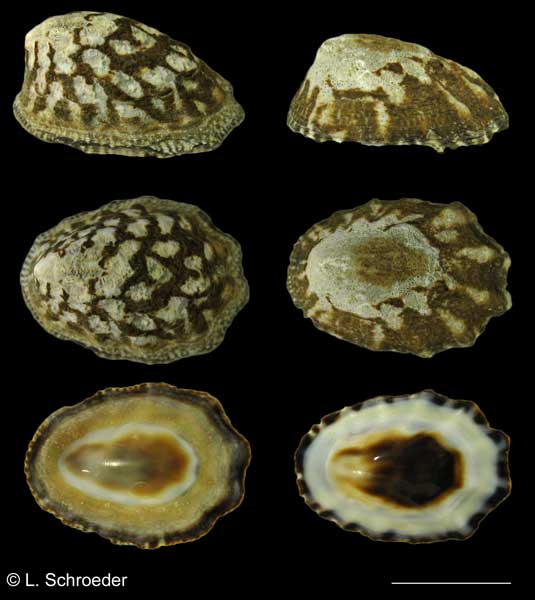 Gastropods - Acmaeidae, Lepetidae, Lottiidae, Siphonariidae, Trimusculidae